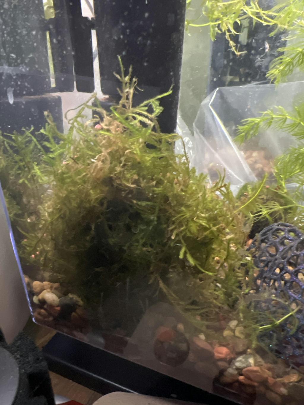 JAVA MOSS -SUPER EASY Low Light Aquarium Plant – DustinsFishtanks