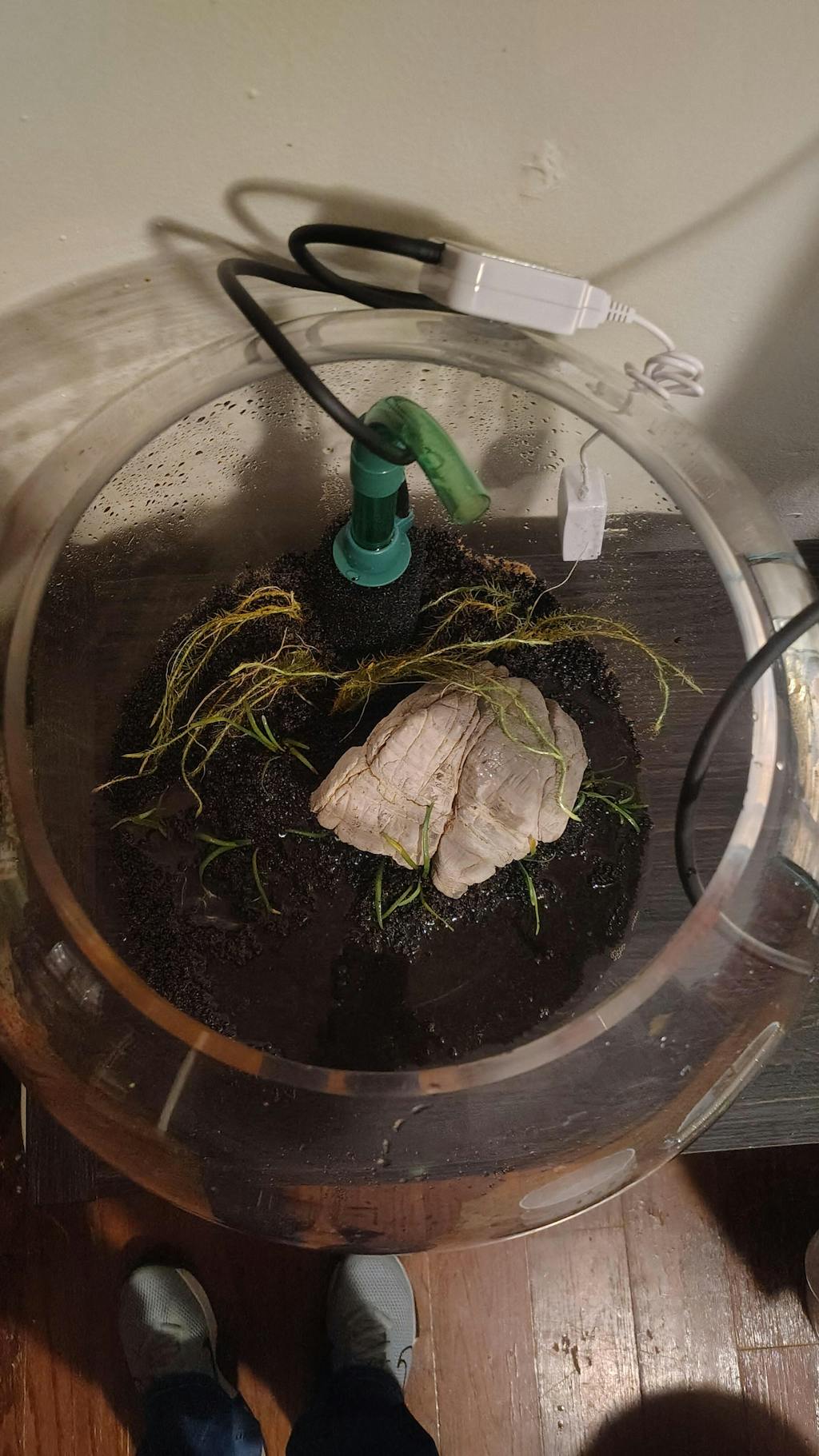 Dwarf Sagittaria Subulata -EASY Foreground Plant – DustinsFishtanks