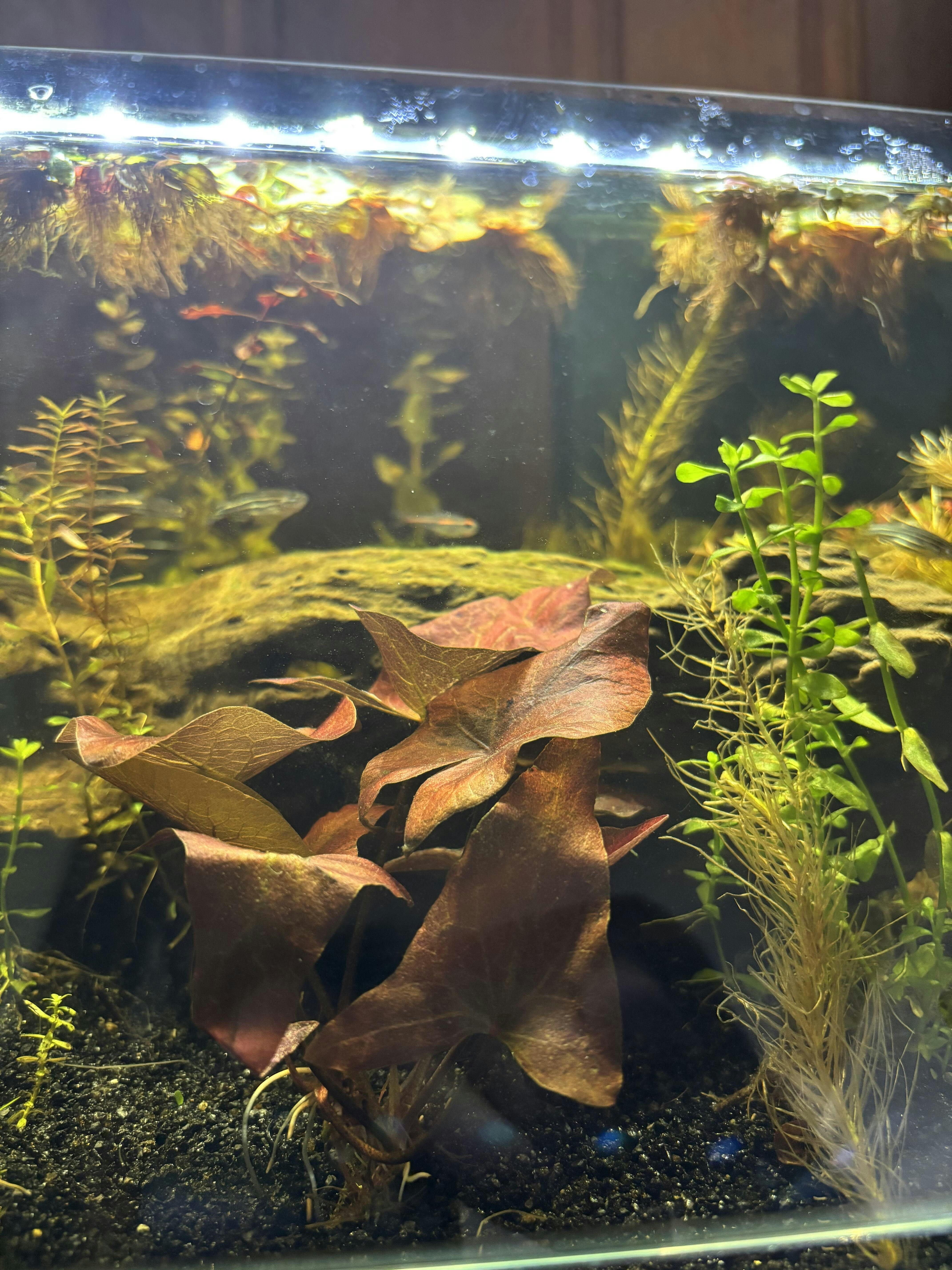 Red Tiger Lotus- (Dwarf Aquarium Lily)- EASY RED Aquarium Plant ...