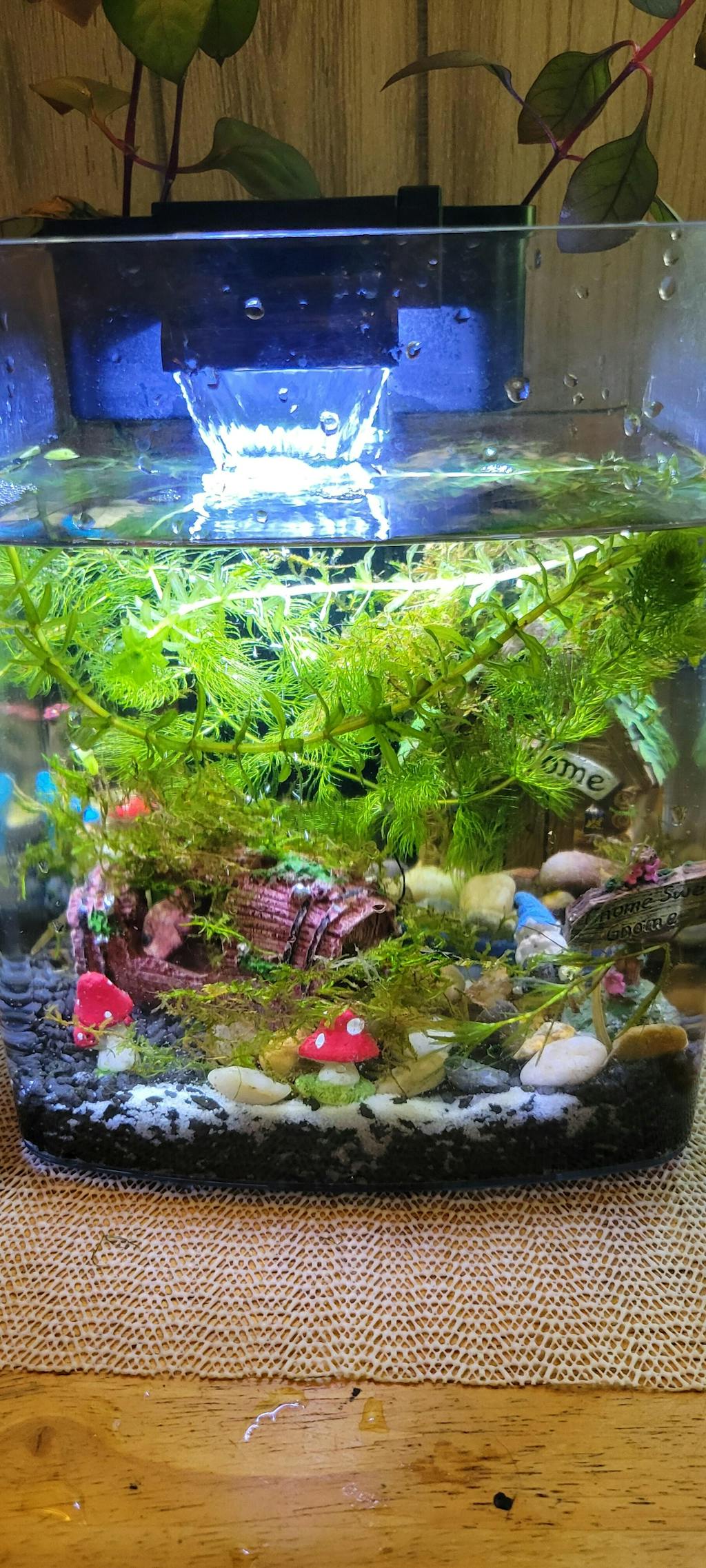 JAVA MOSS -SUPER EASY Low Light Aquarium Plant – DustinsFishtanks