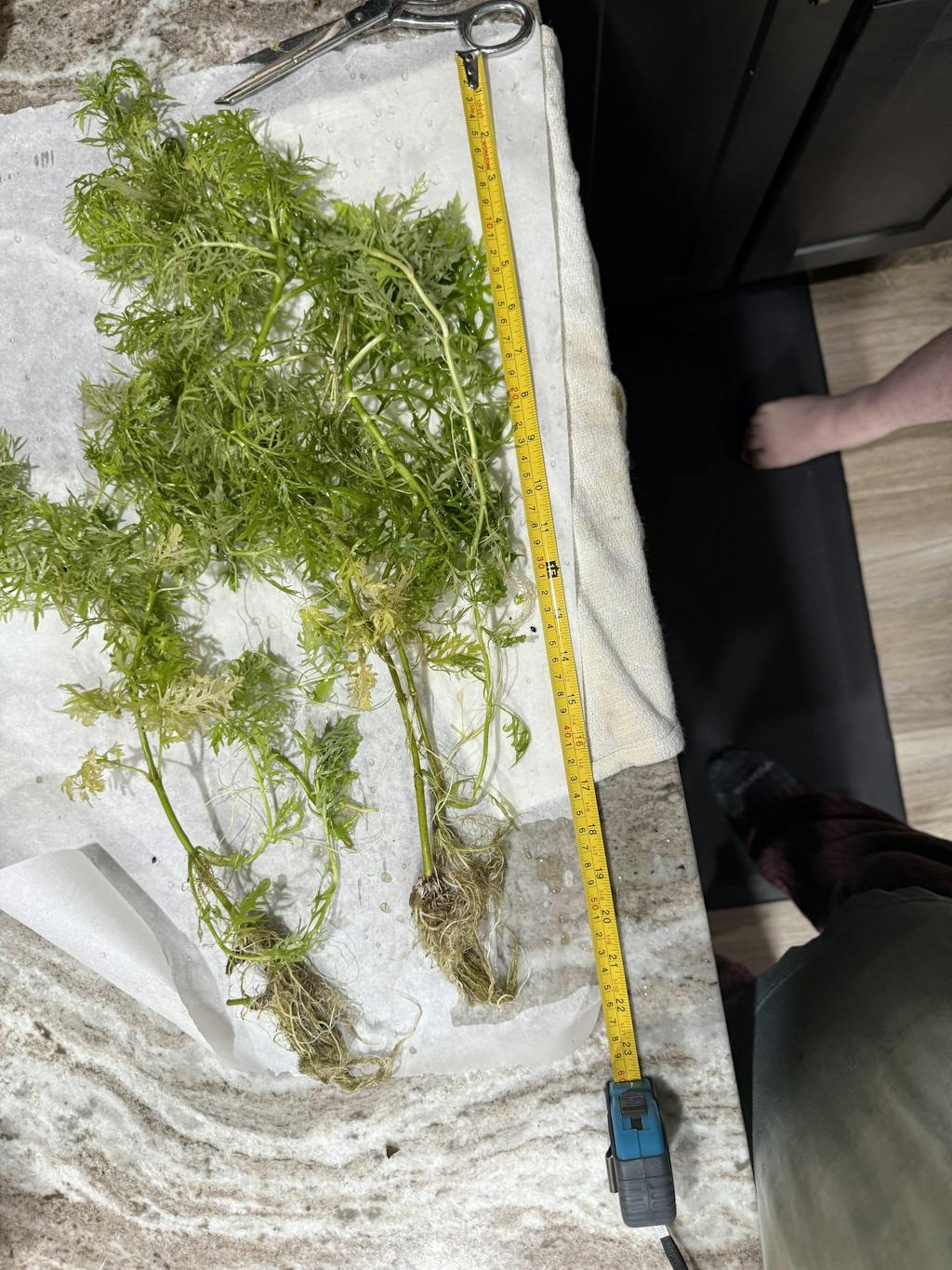 Water Wisteria, "Hygrophila difformis" Hardy Plants on Dustin's Fish ...