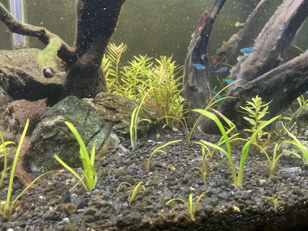 Dwarf Sagittaria Subulata -EASY Foreground Plant – DustinsFishtanks