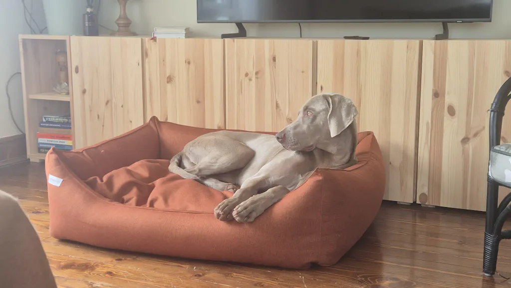 Rectangular Removable Camden Dog Bed Burnt Orange – Earthbound UK