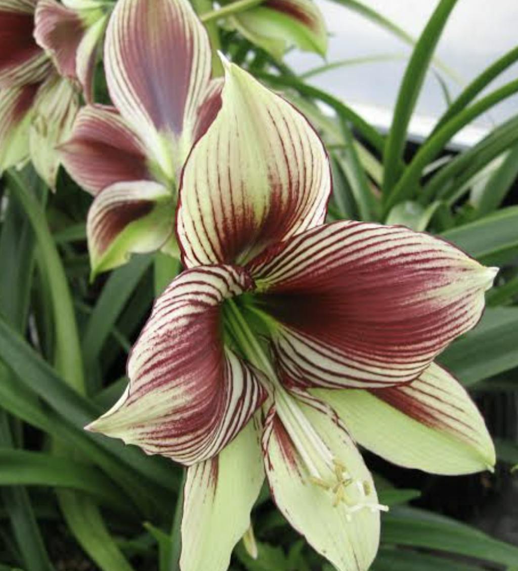 Green & Burgundy Amaryllis Bulbs for Sale | Papilio (Butterfly) – Easy ...