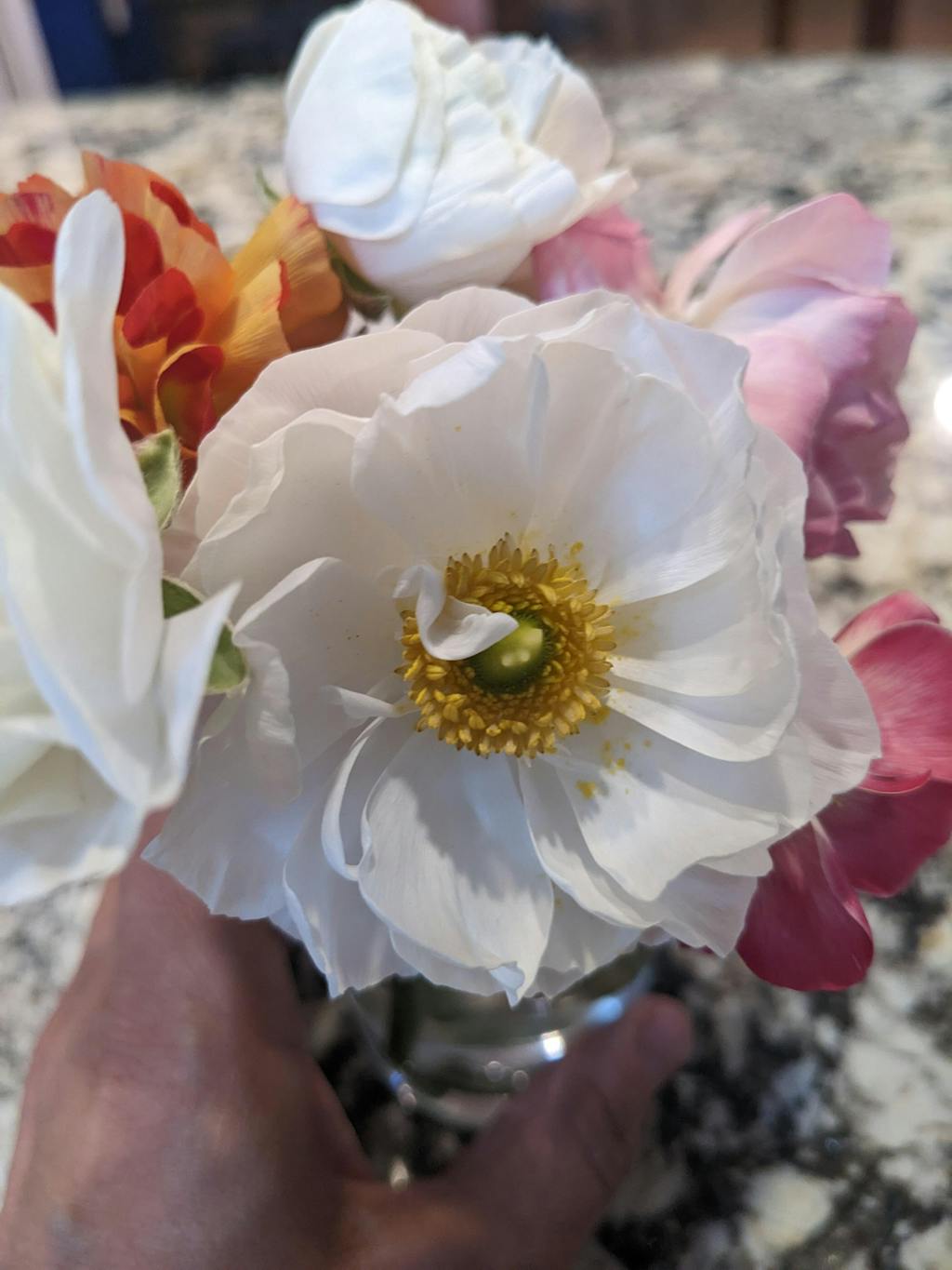 Tecolote Ranunculus Picotee Mix Bulbs For Sale | Contrast Mix – Easy To ...