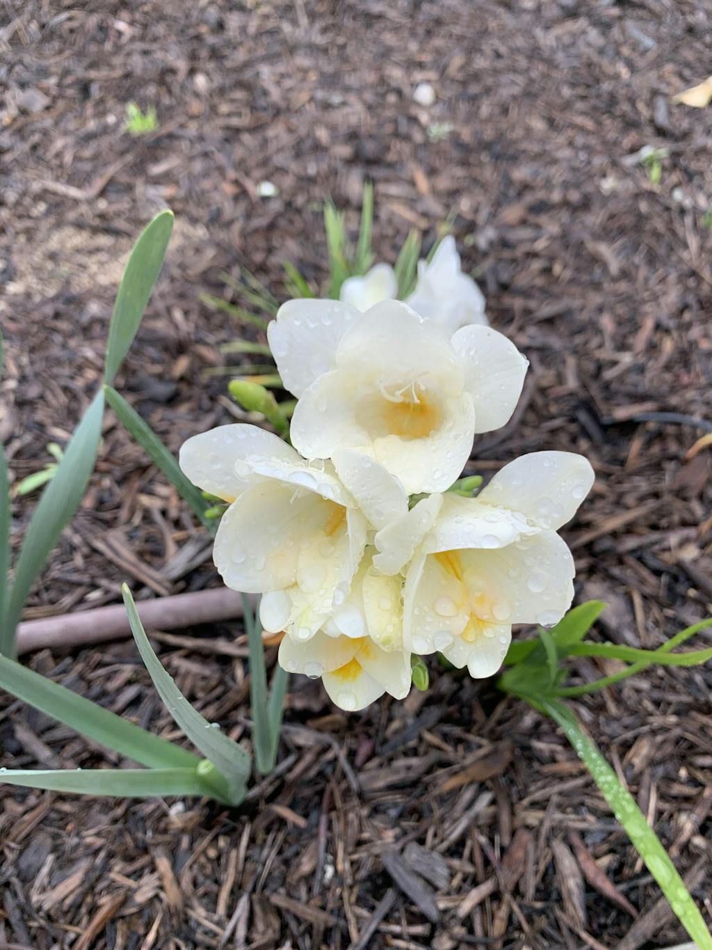 Freesia & Ranunculus Bulbs For Sale | White Clouds Blend – Easy To Grow ...