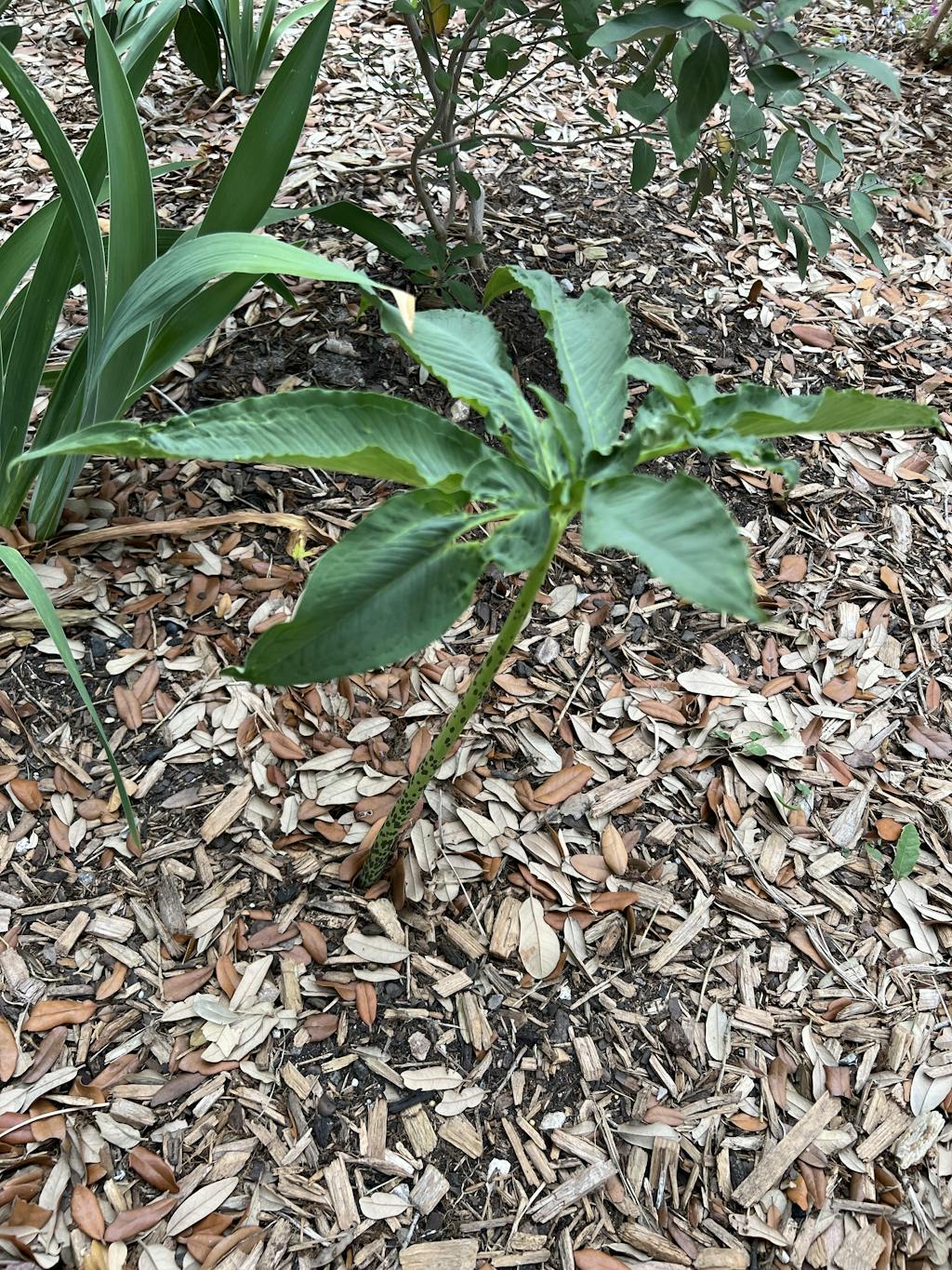 Spectacular Voodoo Lily Bulbs for Sale | Sauromatum Venosum – Easy To ...