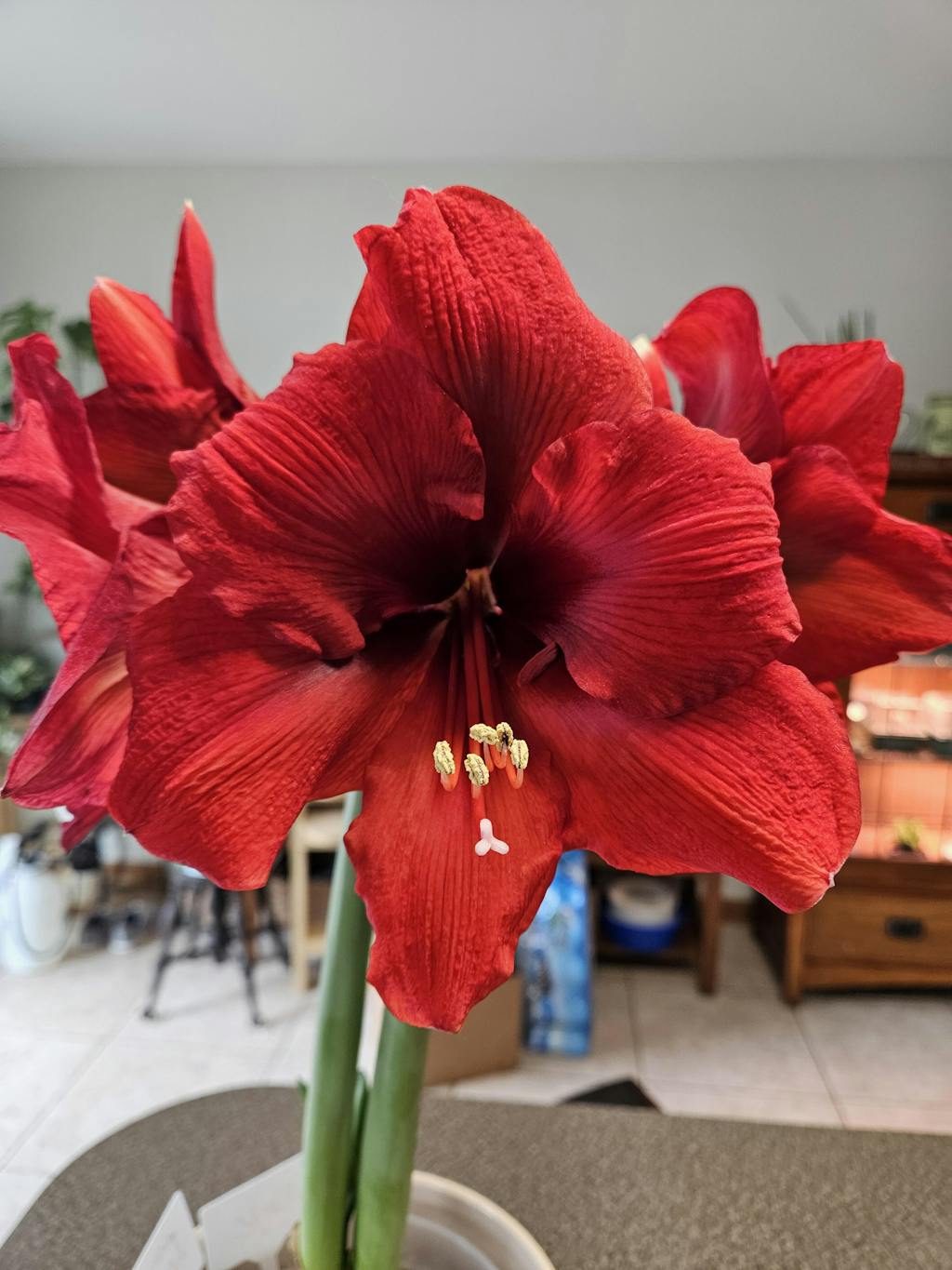 Red Amaryllis Bulbs for Sale Online | Ferrari Red – Easy To Grow Bulbs
