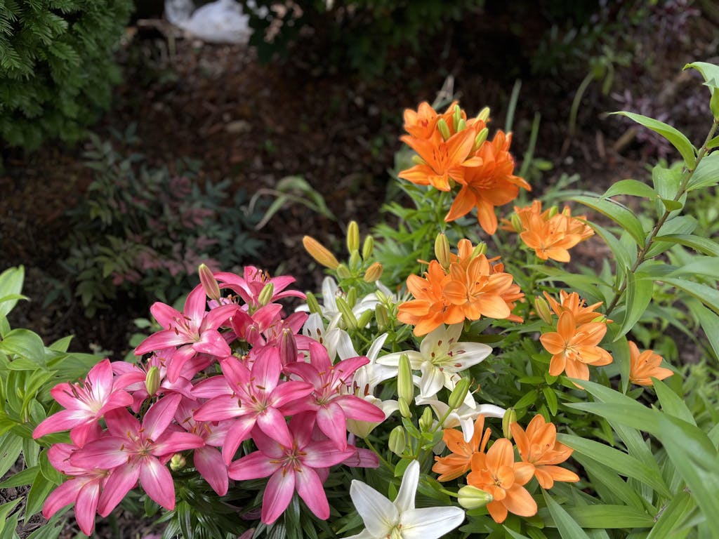 Fragrant Red Oriental Lily Bulbs for Sale Online | Rio Negro – Easy To ...