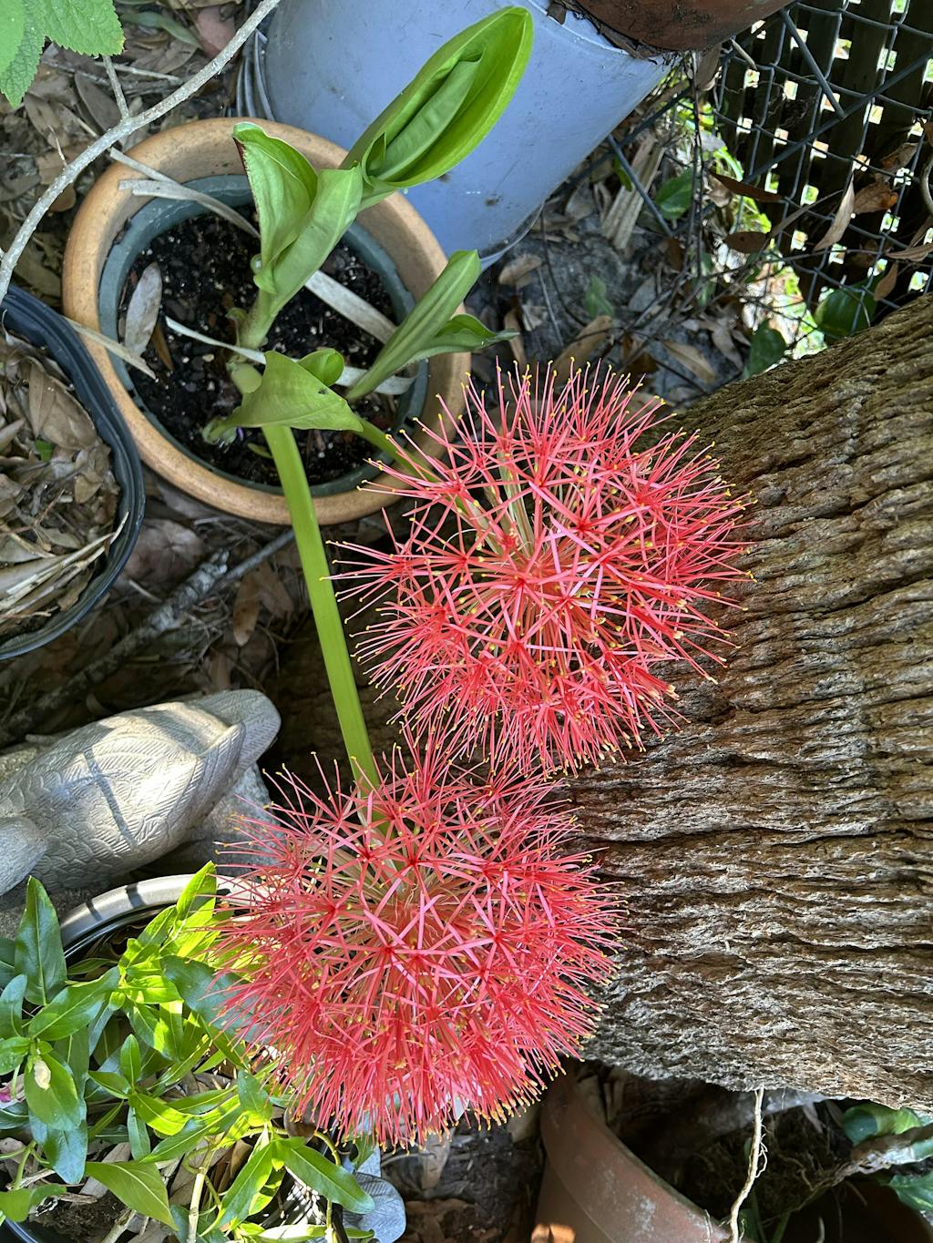 Red Haemanthus Bulbs for Sale Online | African Blood Lily – Easy To ...