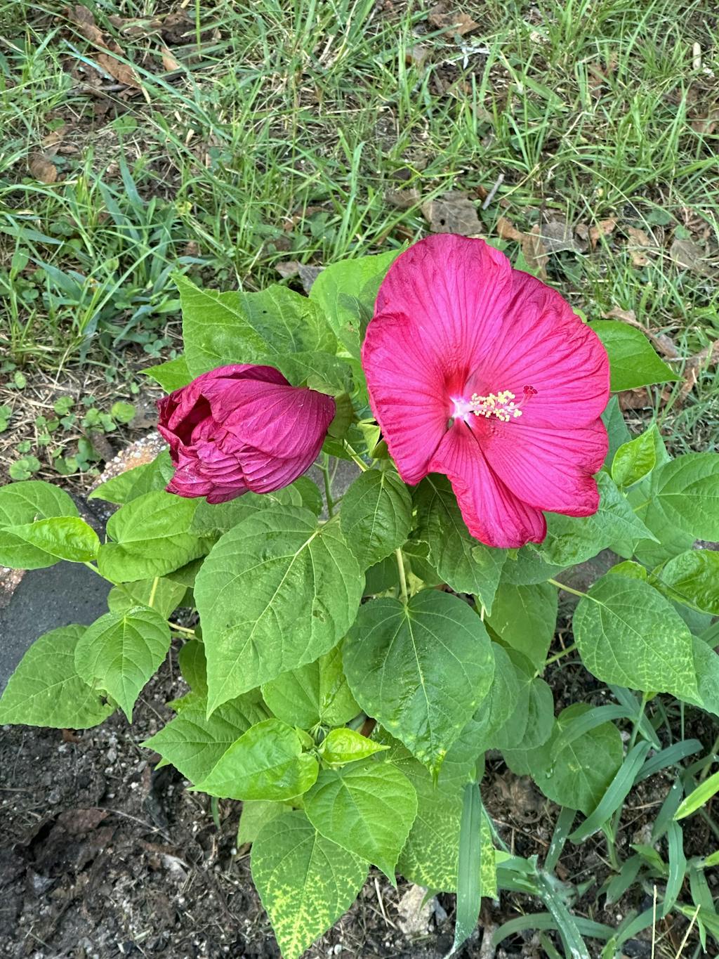 Red Hibiscus Rose Mallow Plants - Fleming's Fireball™ 2 Pack – Easy To ...