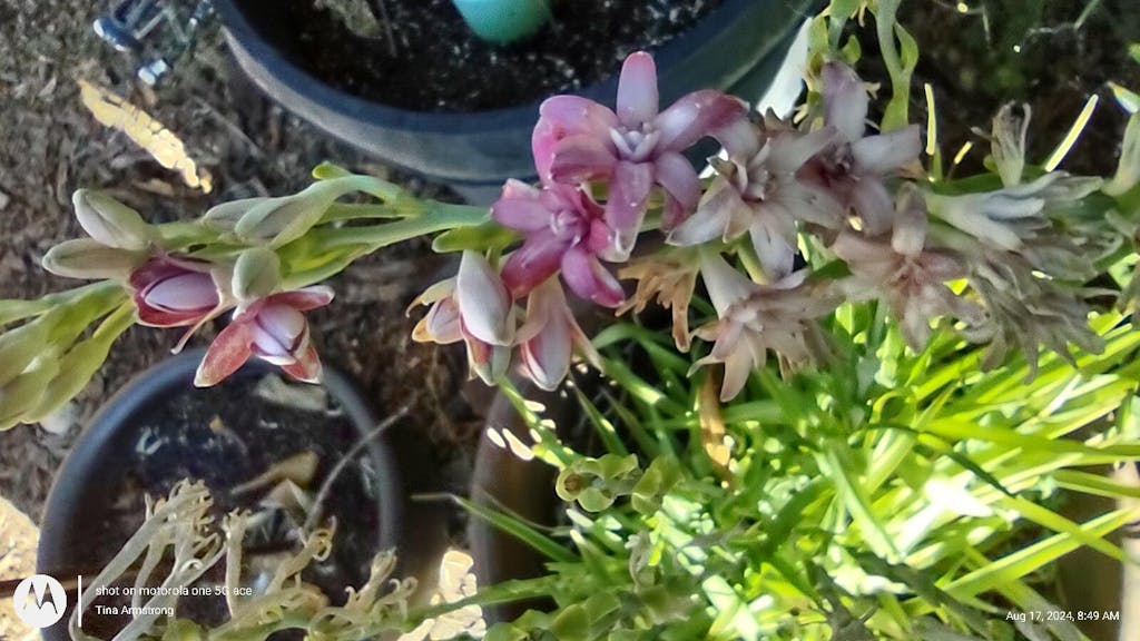 Fragrant Bright Pink-Red Tuberose Bulbs Cherry | Bulbs for Sale – Easy ...