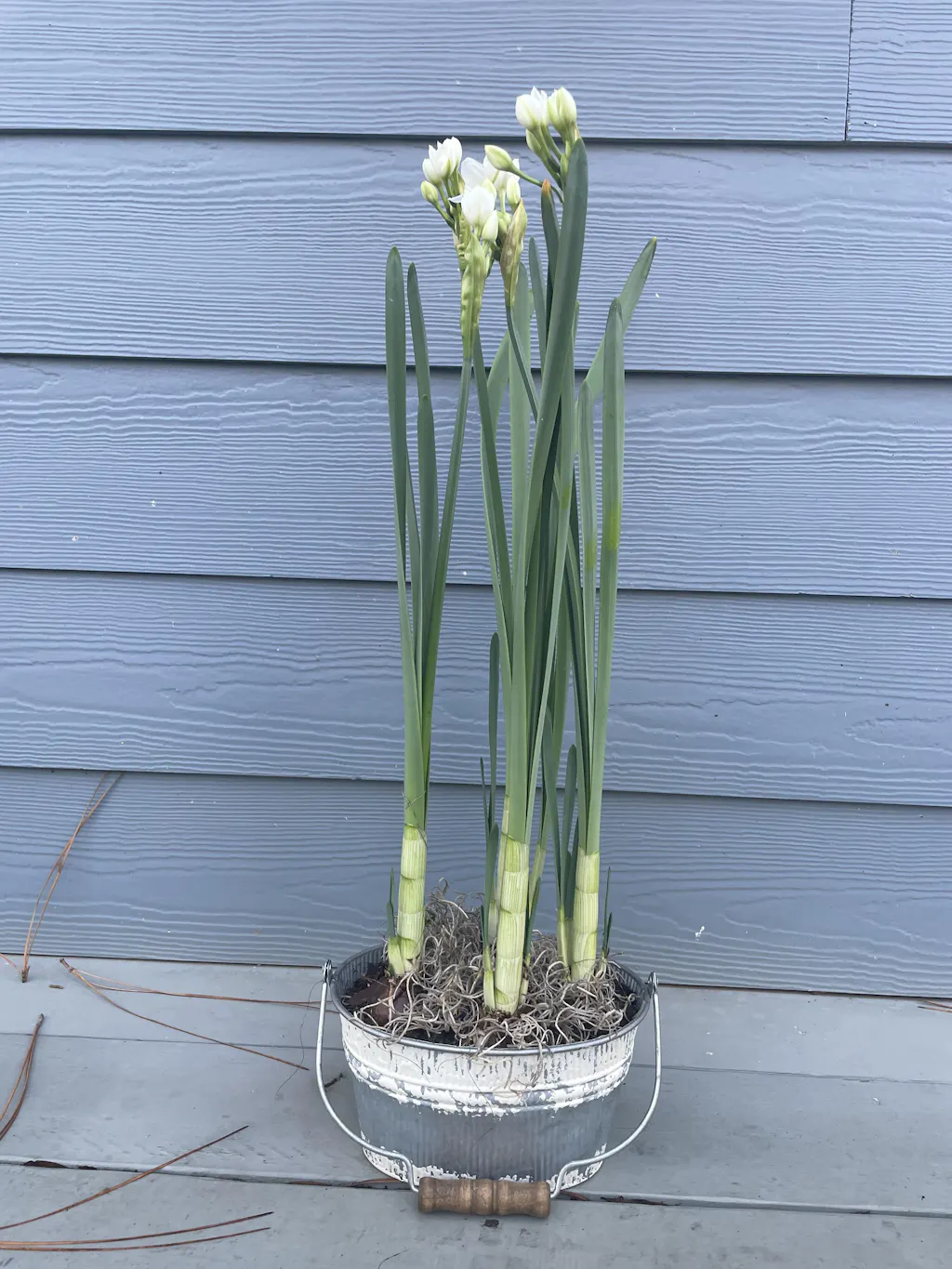 17+cm Narcissus Nir Paperwhite Bulbs For Sale | Fragrant – Easy To Grow ...