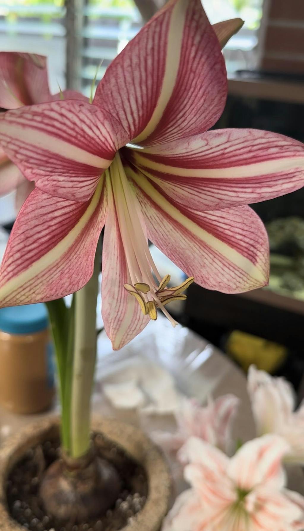 Pink Amaryllis Bulbs For Sale Online | Amaryllis Pink Flush – Easy To ...