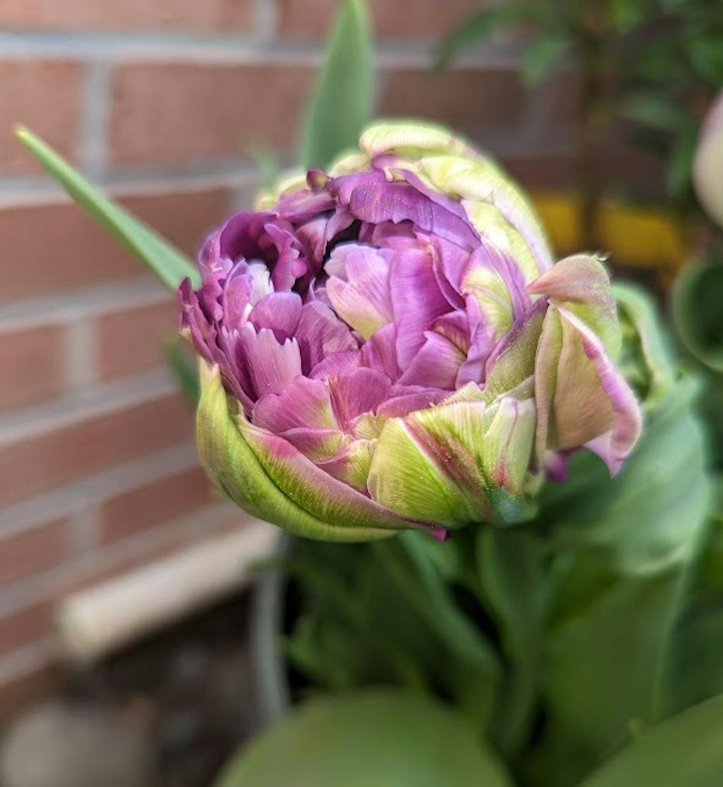 Stunning Velvety Blue Double Tulip Bulbs for Sale Online | WOW – Easy ...