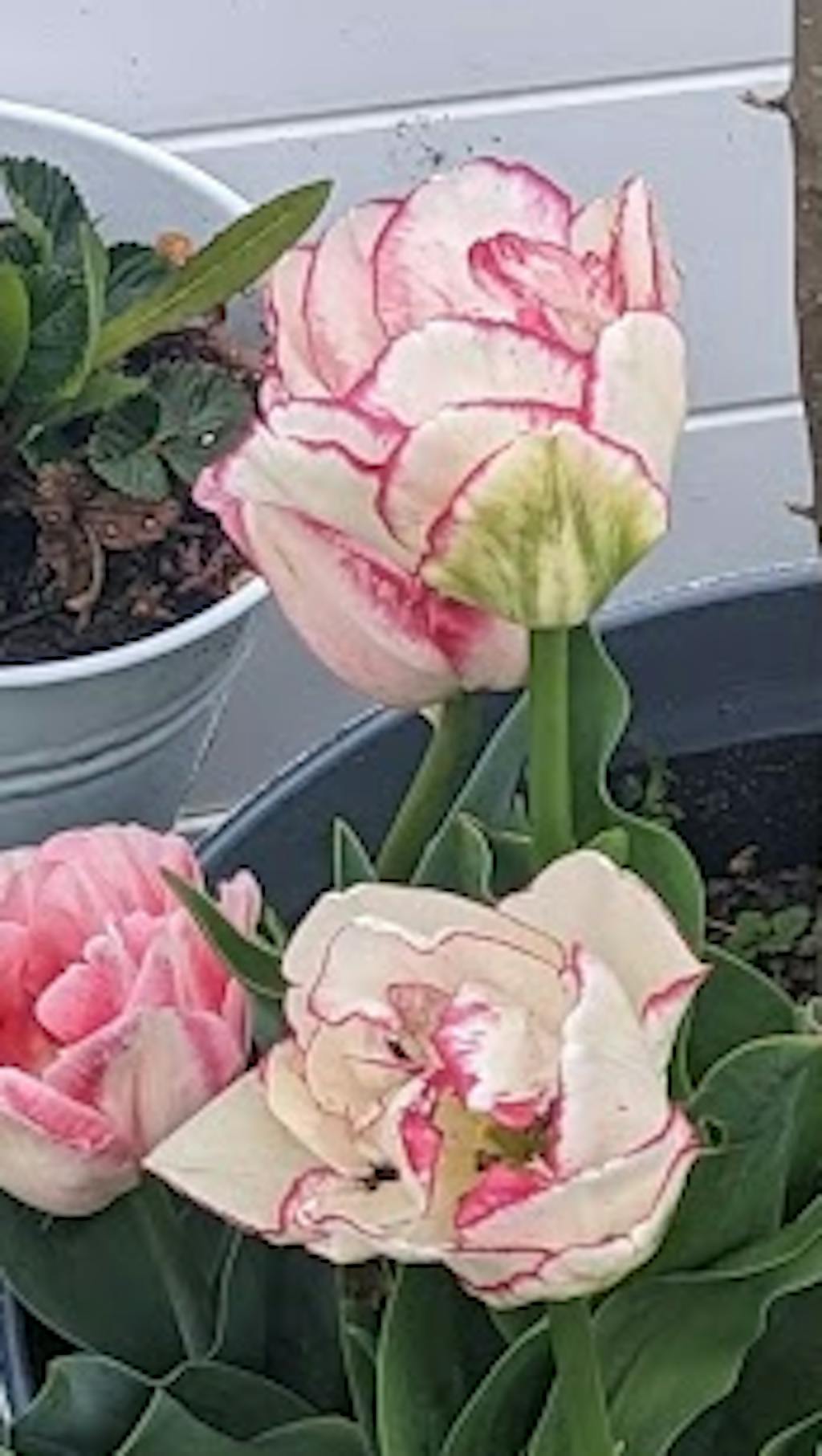 Beautiful White & Hot Pink Tulip Bulbs for Sale Online | Belicia – Easy ...