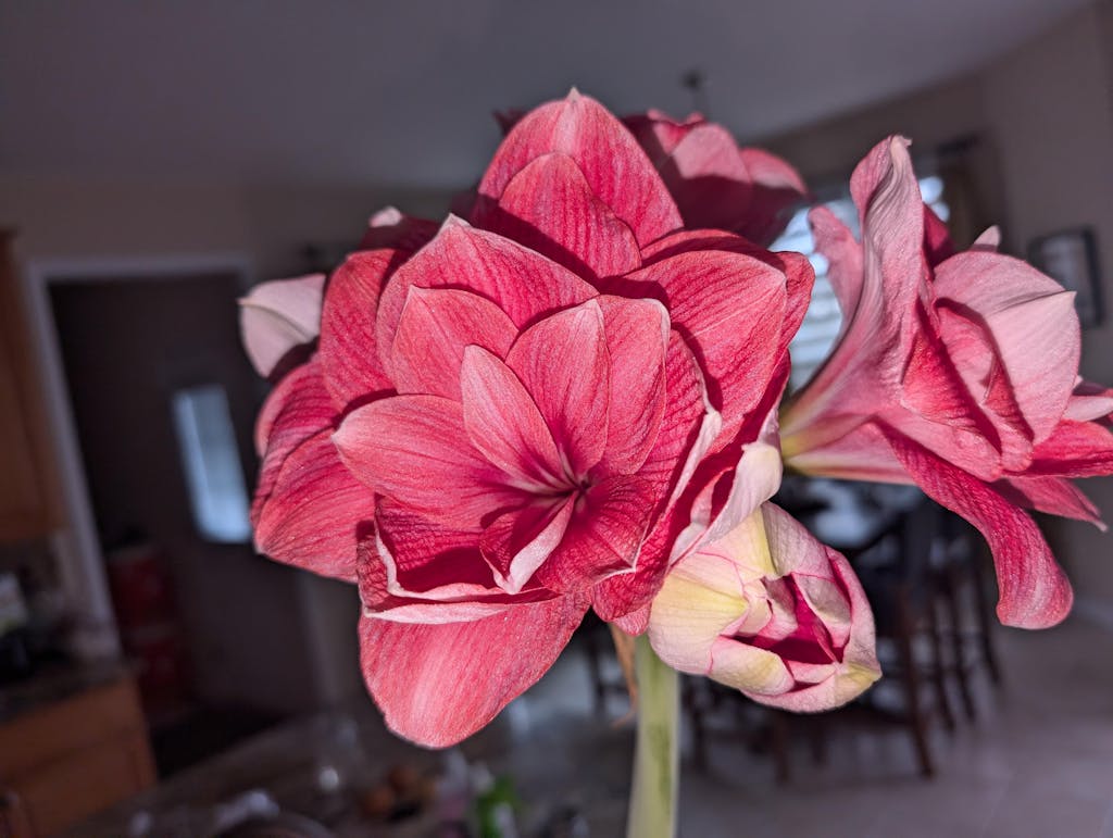 Pink Amaryllis Bulbs For Sale Online | Amaryllis Double Dream – Easy To ...