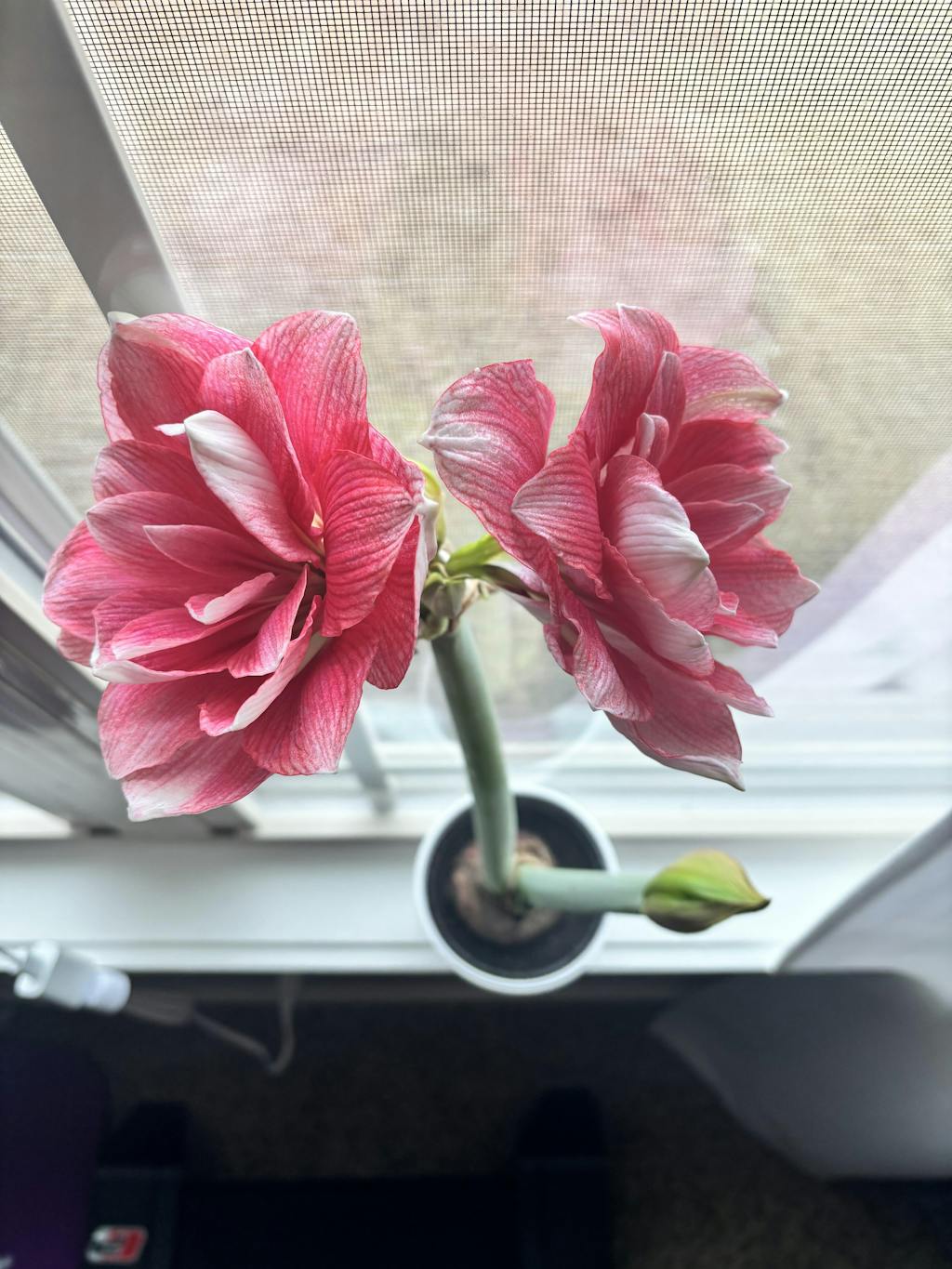 Pink Amaryllis Bulbs For Sale Online | Amaryllis Double Dream – Easy To ...