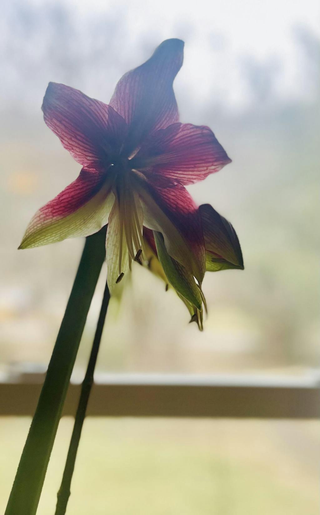 Wine Red & Green Star Amaryllis Bulbs For Sale | Ruby Star – Easy To ...