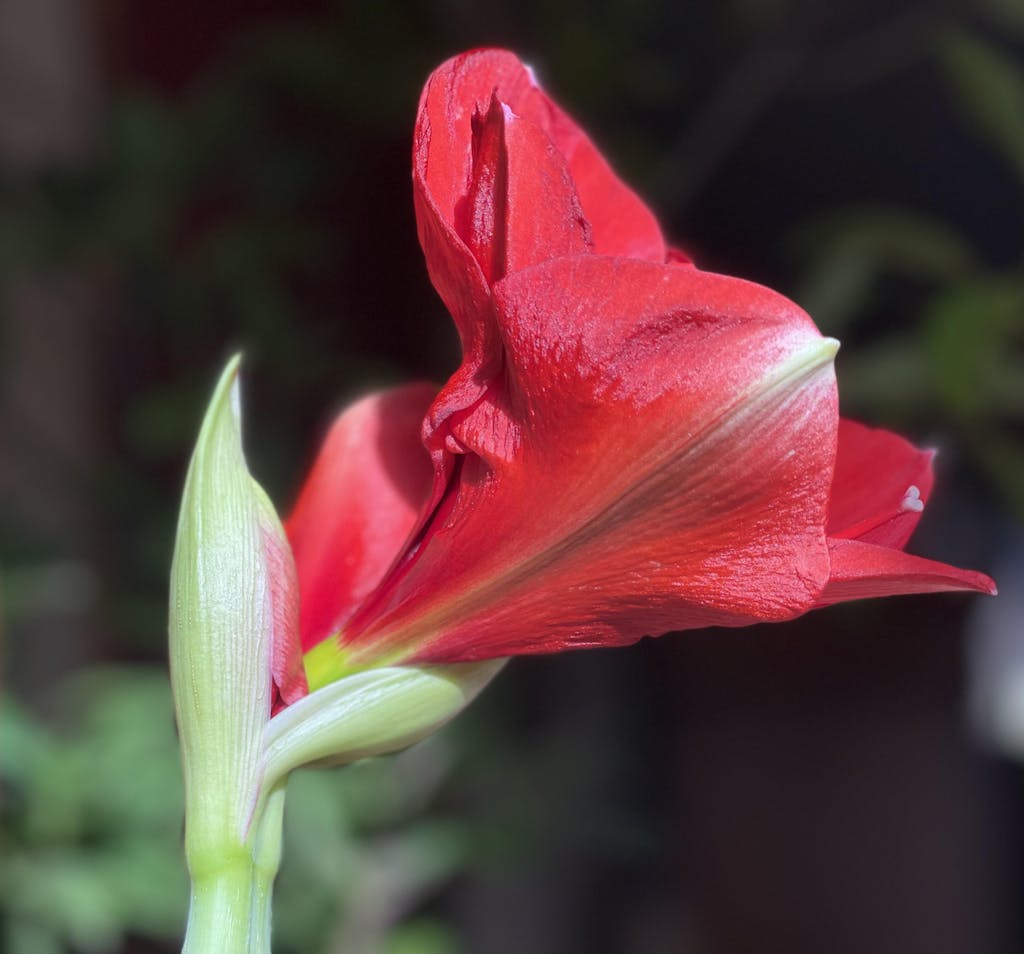 Red Amaryllis Bulbs for Sale Online | Ferrari Red – Easy To Grow Bulbs