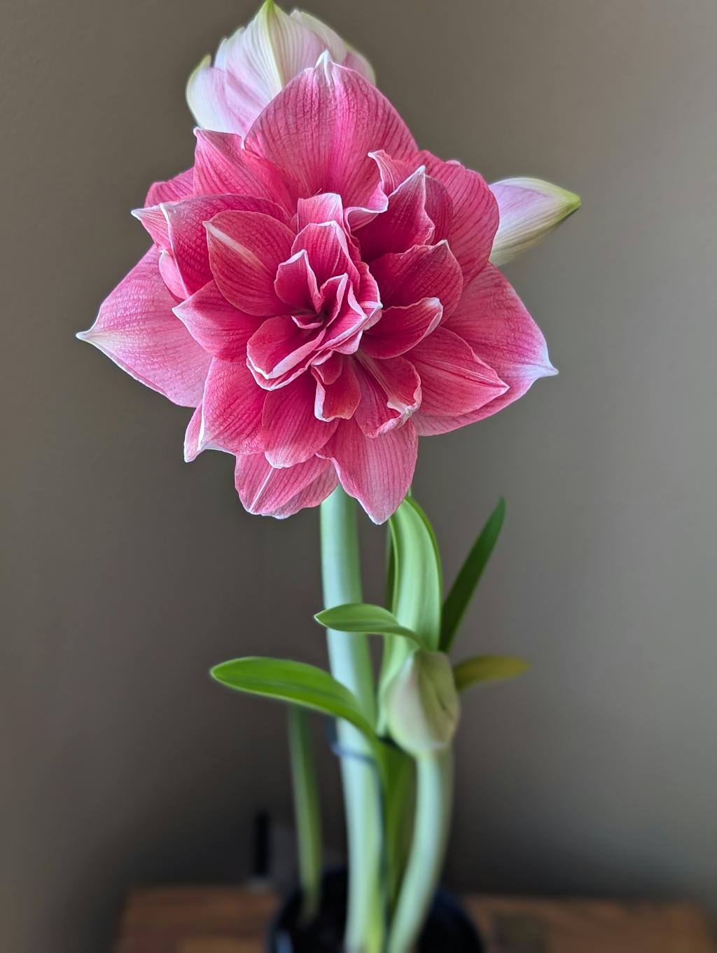 Pink Amaryllis Bulbs For Sale Online | Amaryllis Double Dream – Easy To ...