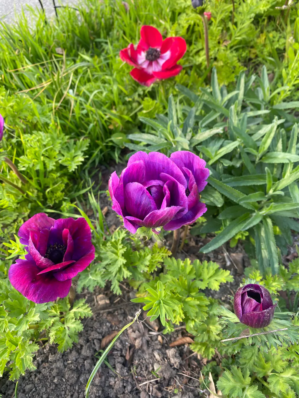 Purple Italian Anemone Bulbs For Sale | Mistral Plus Grape – Easy To ...