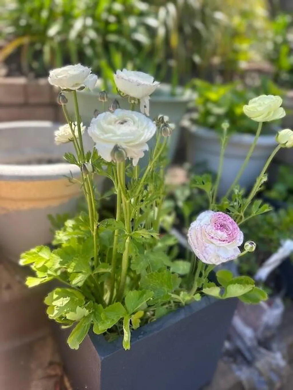 Creamy Italian Ranunculus Bulbs For Sale | Elegance Crema – Easy To ...