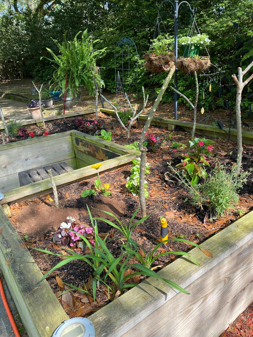 Lovely Asiatic Lily LA Hybrid Bulbs for Sale Online | Heartstrings ...