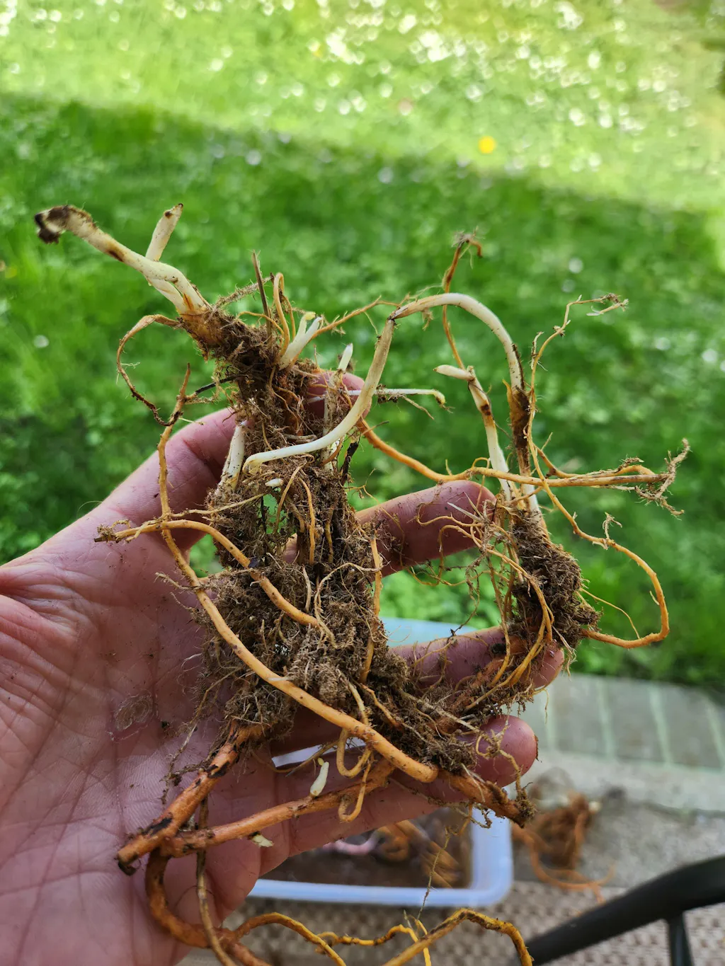 Lovely Fragrant Geranium Bare Root Plants for Sale | Biokovo – Easy To ...