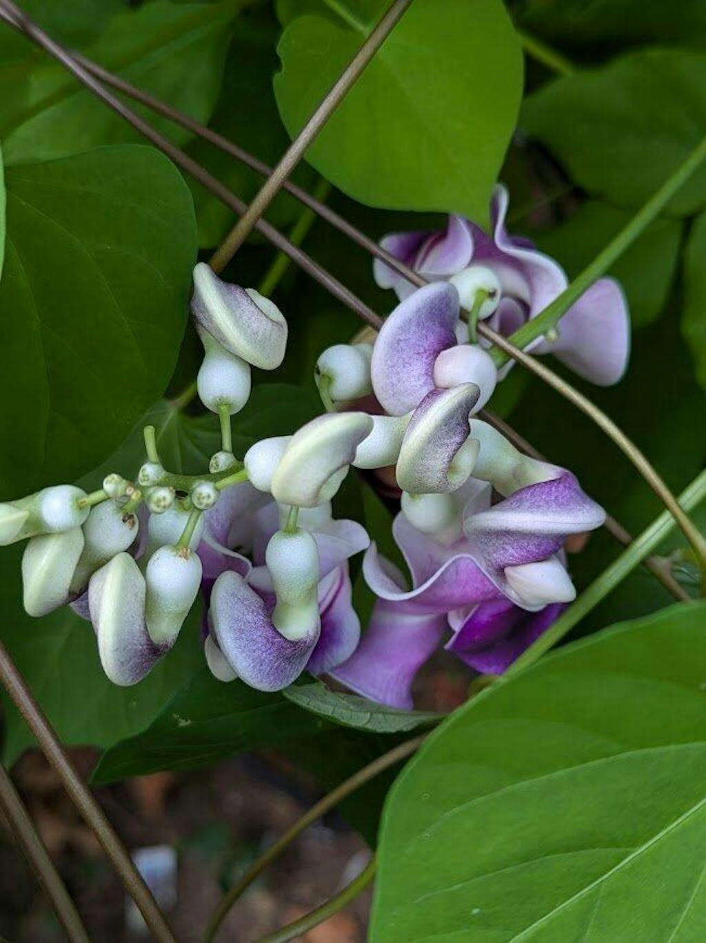 Unique Fragrant Potted Plants for Sale Online | Corkscrew Vine – Easy ...