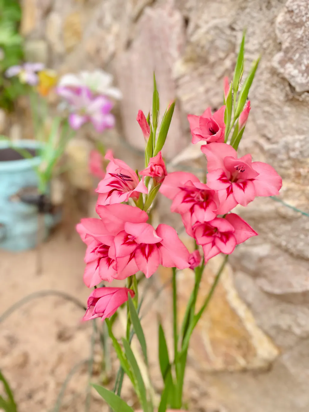 Hardy Dwarf Pink Gladiolus | Impressive – Easy To Grow Bulbs