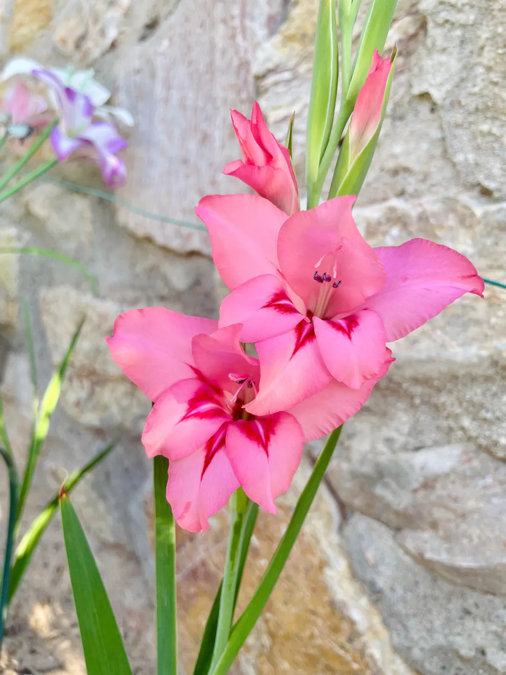 Hardy Dwarf Pink Gladiolus | Impressive – Easy To Grow Bulbs