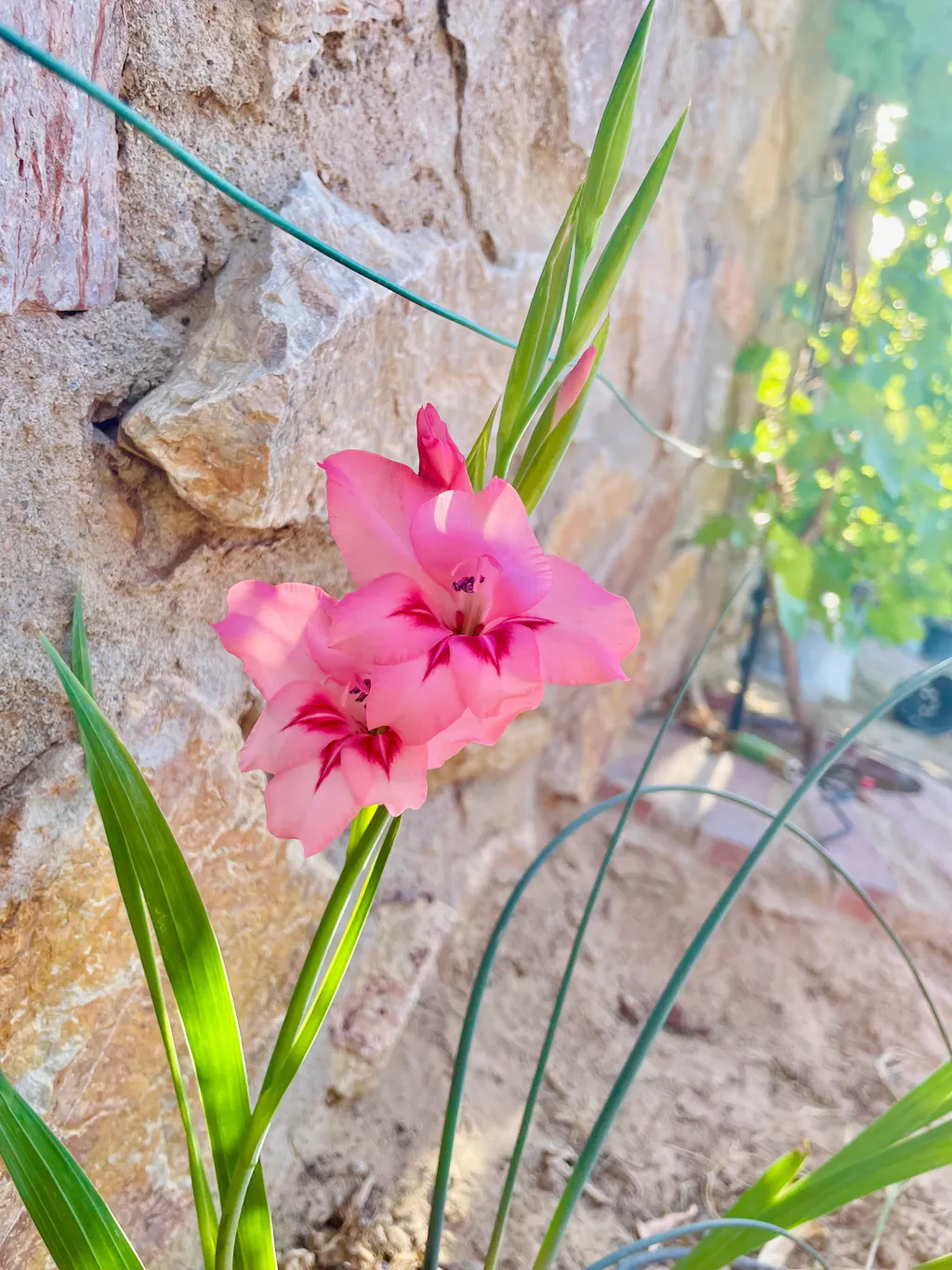 Hardy Dwarf Pink Gladiolus | Impressive – Easy To Grow Bulbs