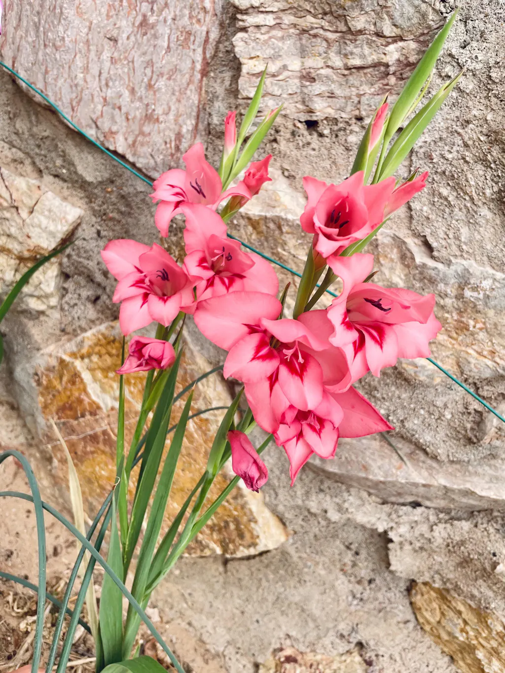 Hardy Dwarf Pink Gladiolus | Impressive – Easy To Grow Bulbs