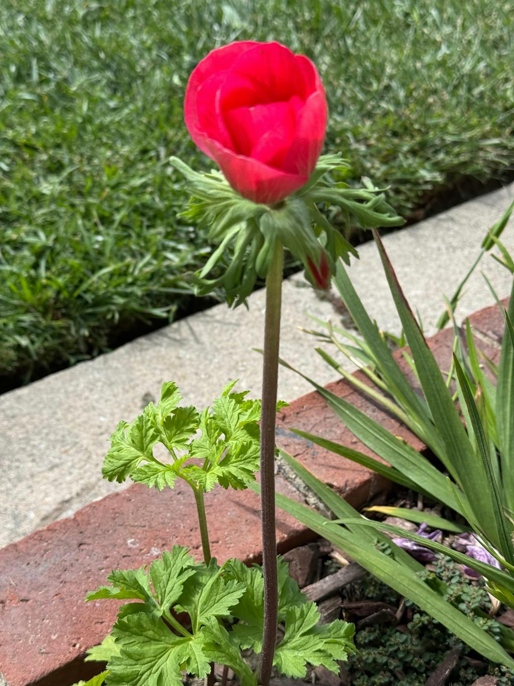 Rose-Pink Italian Anemone Bulbs for Sale | Mistral Shocking – Easy To ...