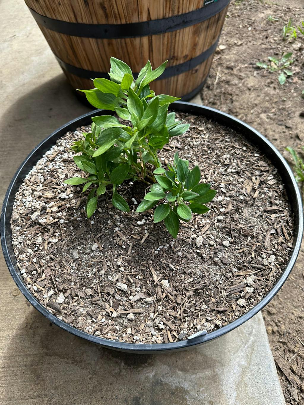 Deep Purple Potted Princess Lily Plants For Sale | Inca Noble – Easy To ...