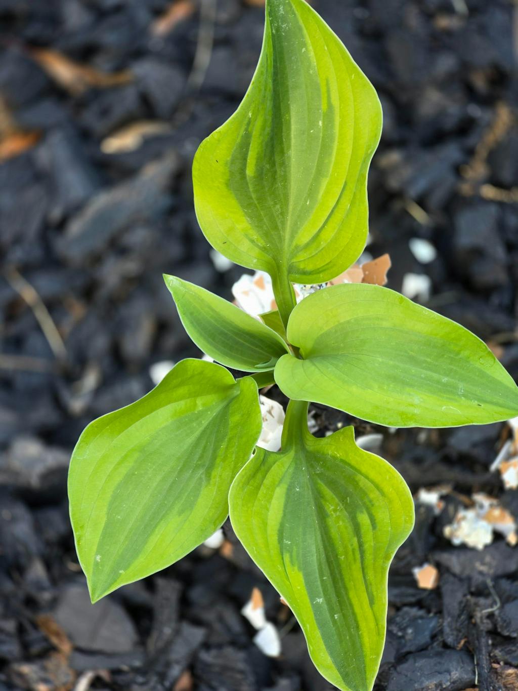 Bright Yellow Flowering Hosta Plants for Sale Online | Glad Rags – Easy ...