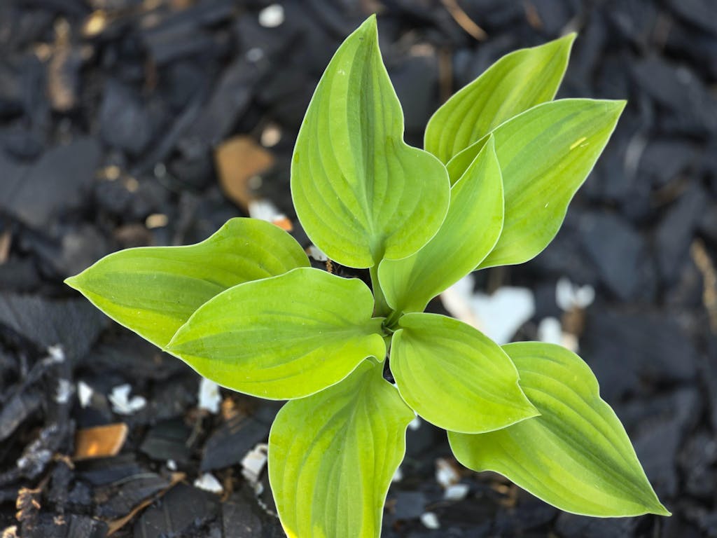 Bright Yellow Flowering Hosta Plants for Sale Online | Glad Rags – Easy ...