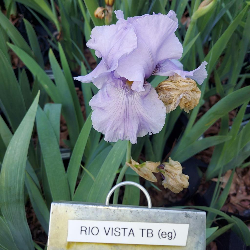 Lavender and White Reblooming Bearded Iris Rio Vista Rhizomes – Easy To ...