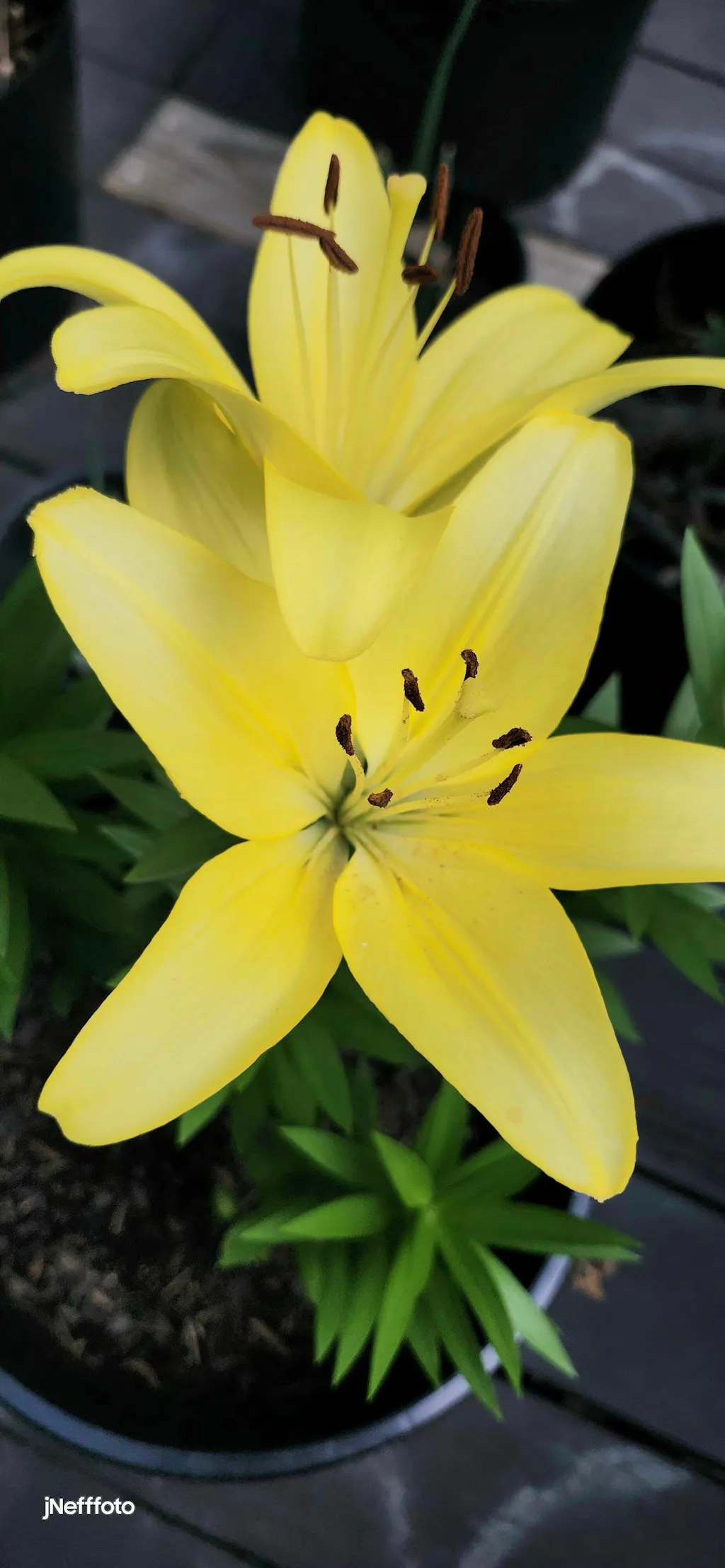 Yellow Asiatic Lily LA Hybrid Bulbs for Sale Online | Beau Soleil ...
