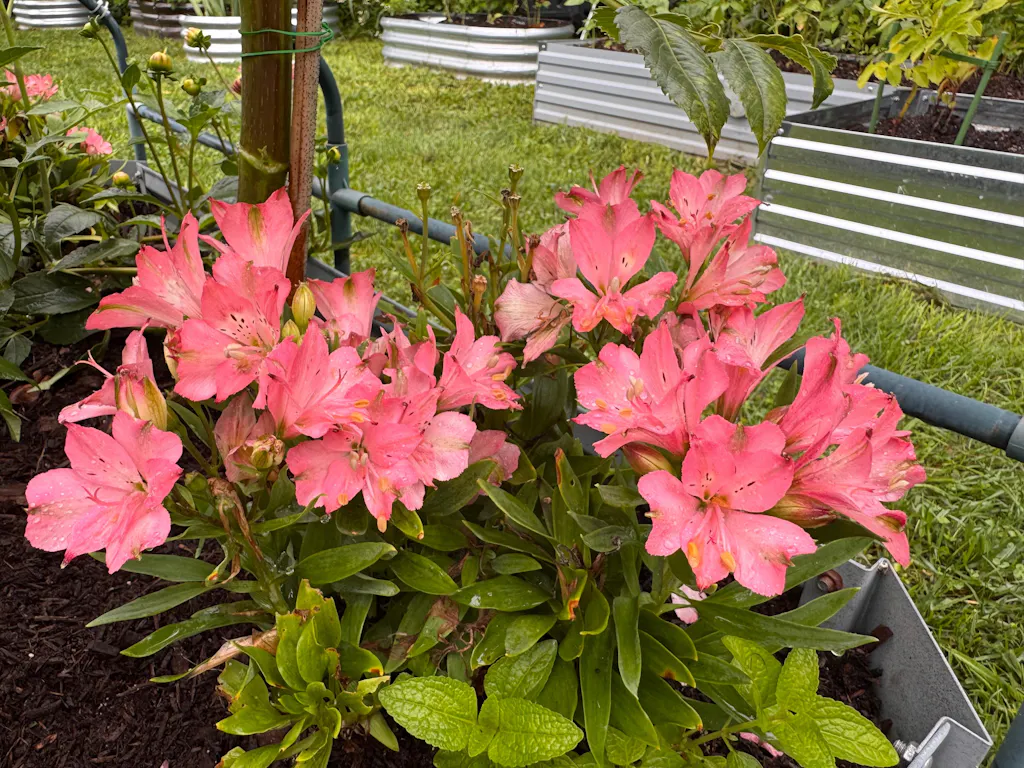 Alstroemeria Inca Coral | Coral Dwarf Alstroemeria Plant – Easy To Grow ...