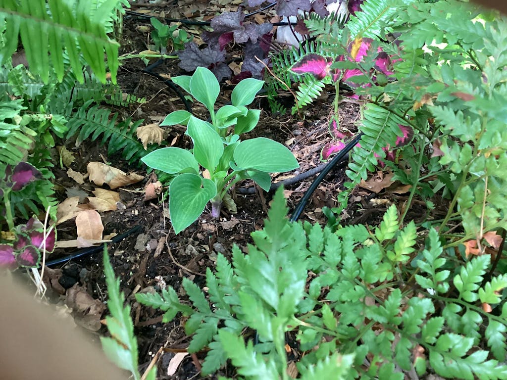 Bright Yellow Flowering Hosta Plants for Sale Online | Glad Rags – Easy ...