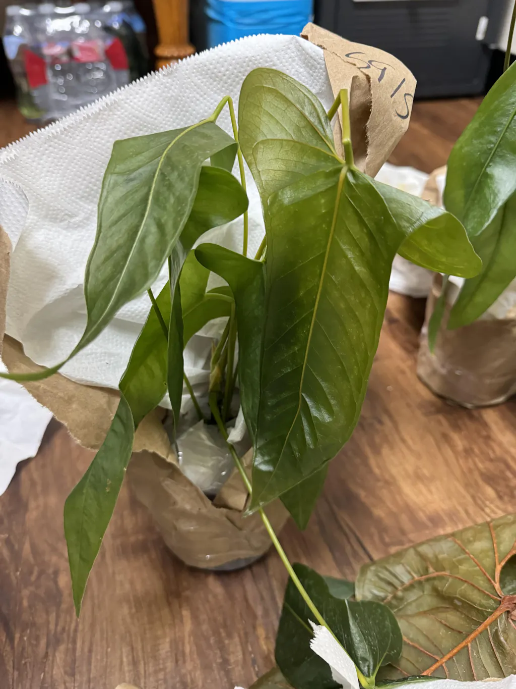 Anthurium Jungle Dreams - Besseae Aff x Pinkleyi Hybrid — Ecuagenera ...