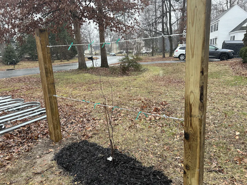 Cynthiana aka Norton Grape — Edible Landscaping