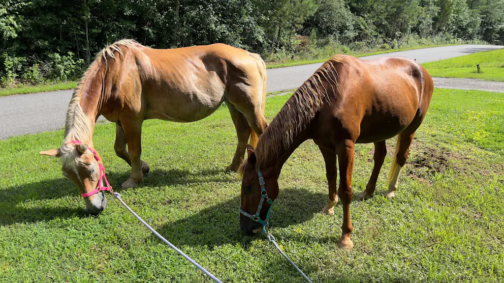 Deluxe Pony Trio – Electric Pony