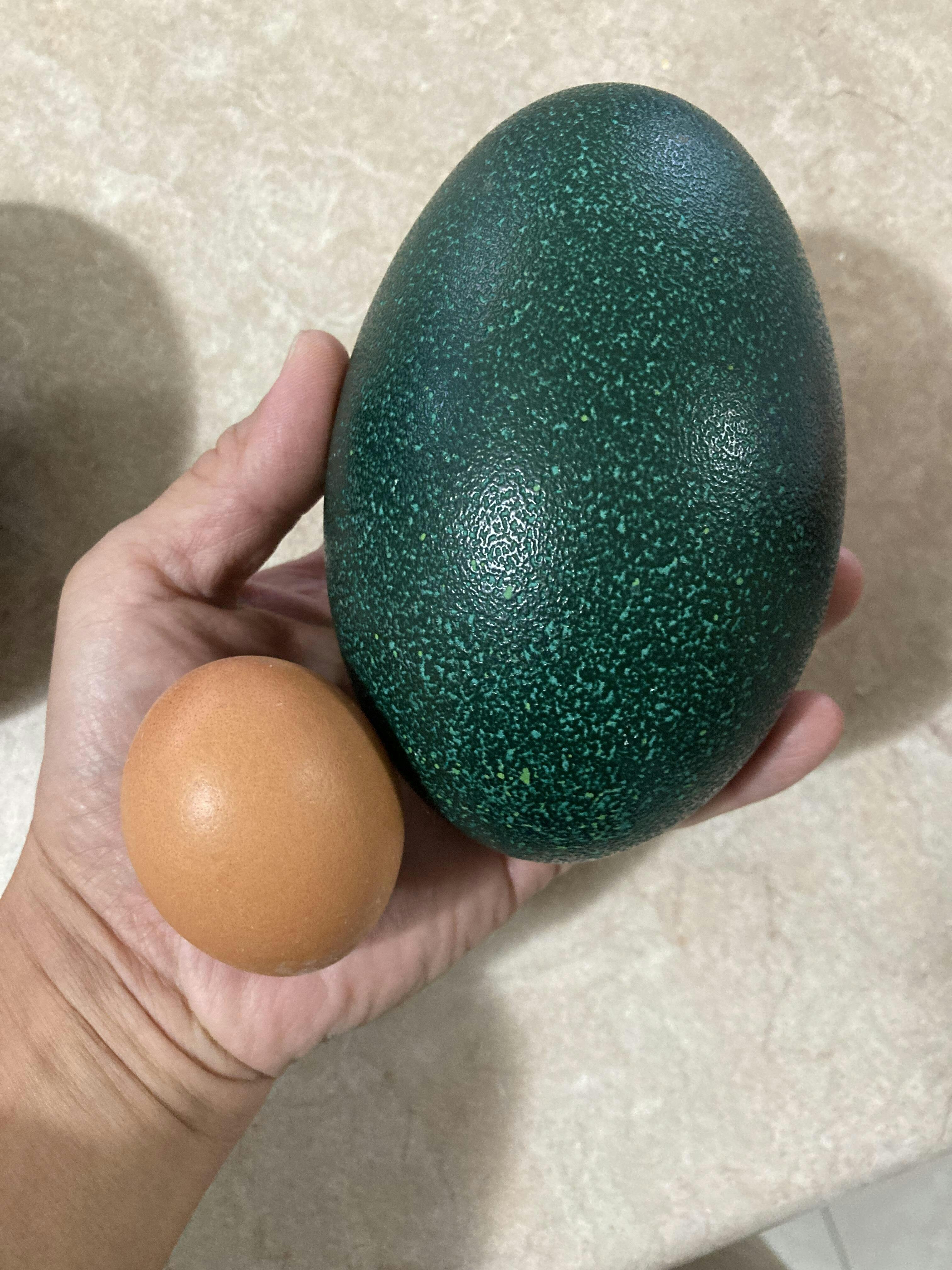 Fresh Emu eggs (unfertile) – Emu Logic
