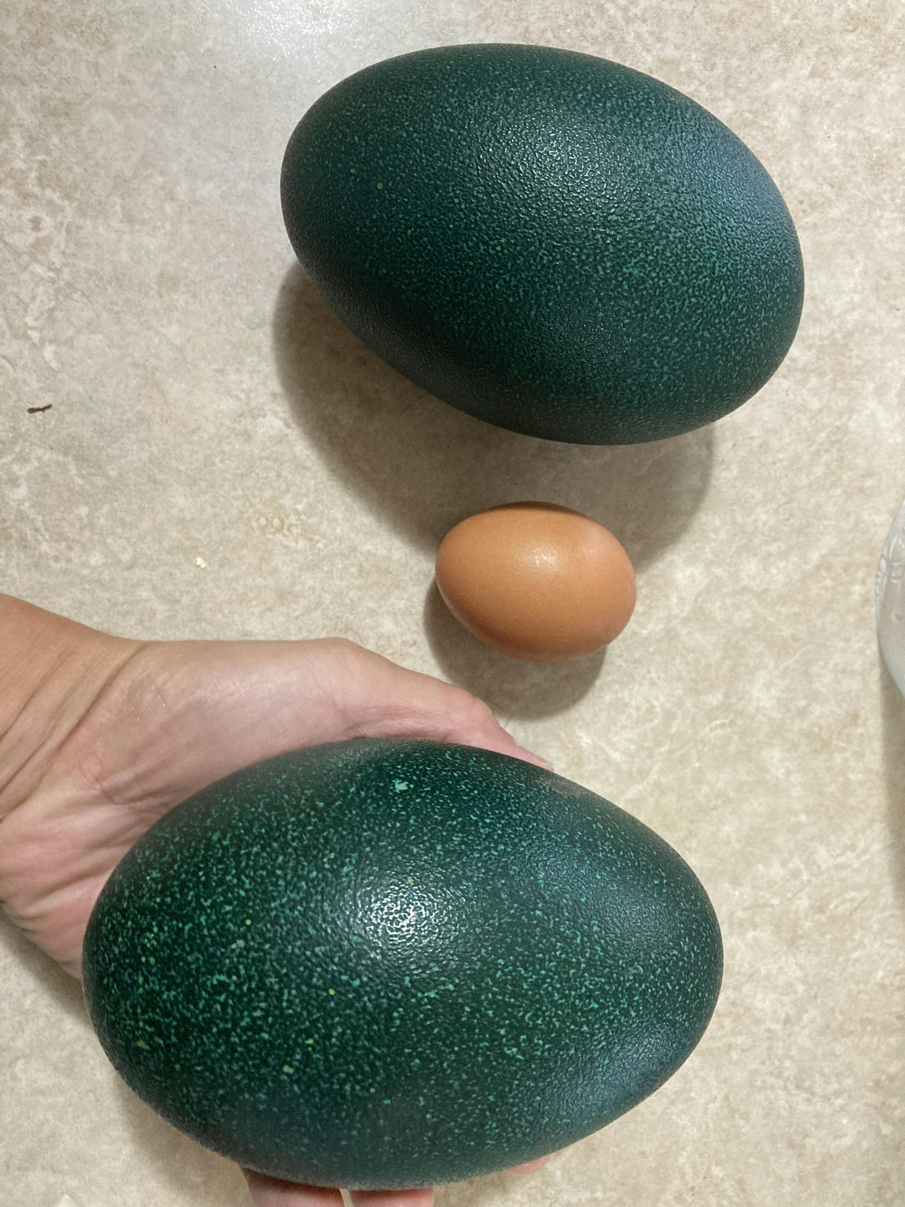 Fresh Emu eggs (unfertile) – Emu Logic
