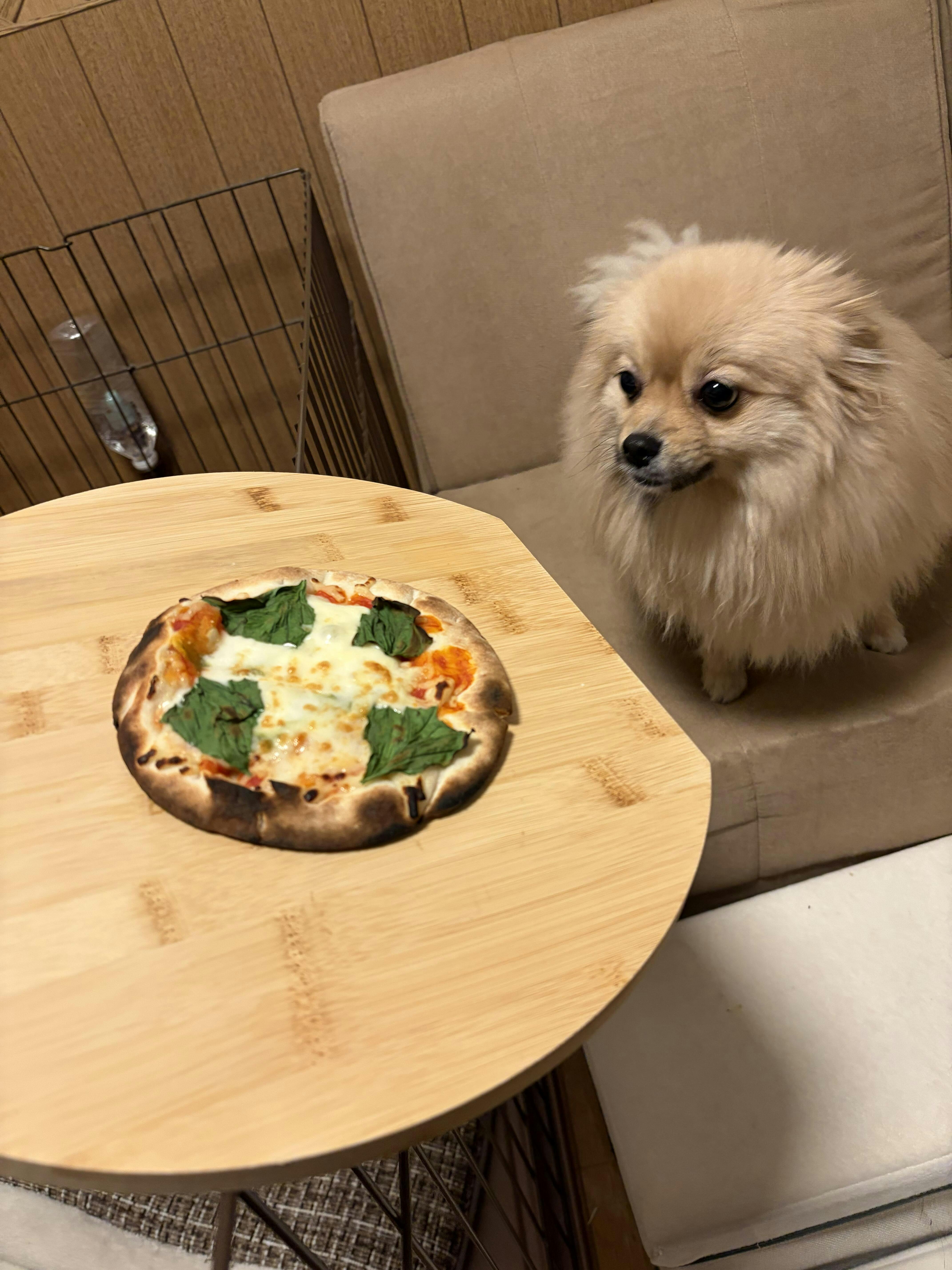 【入荷済み通常出荷】電気式窯焼名人mini 小型家電ピザ窯（トースターとしても使用可） – ENRO 日本公式サイト