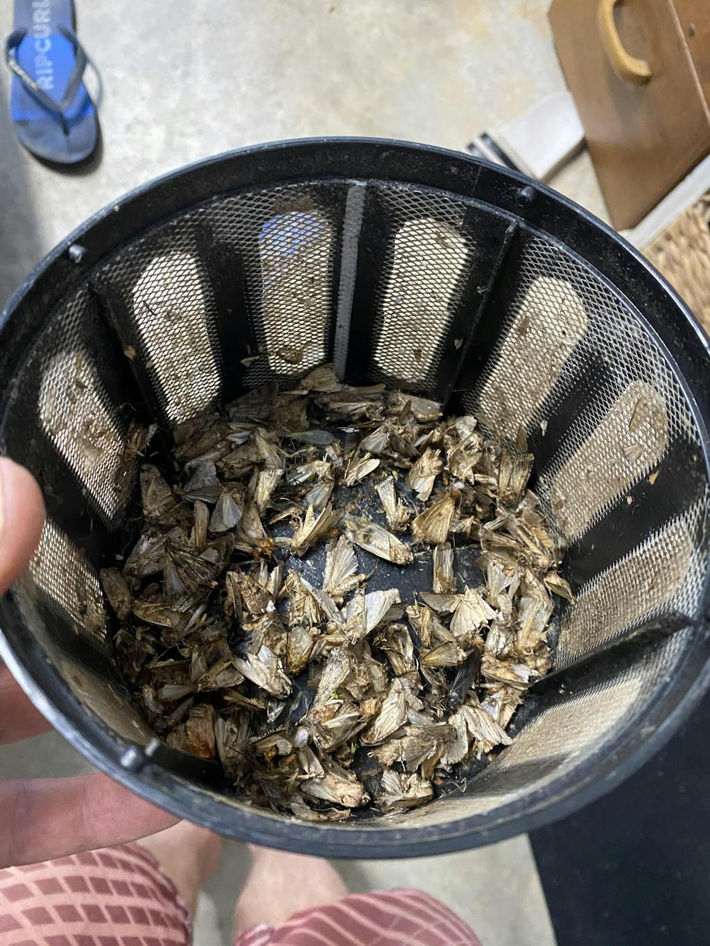 The Termite Zones: Termite Prone Areas in Victoria | Envirobug