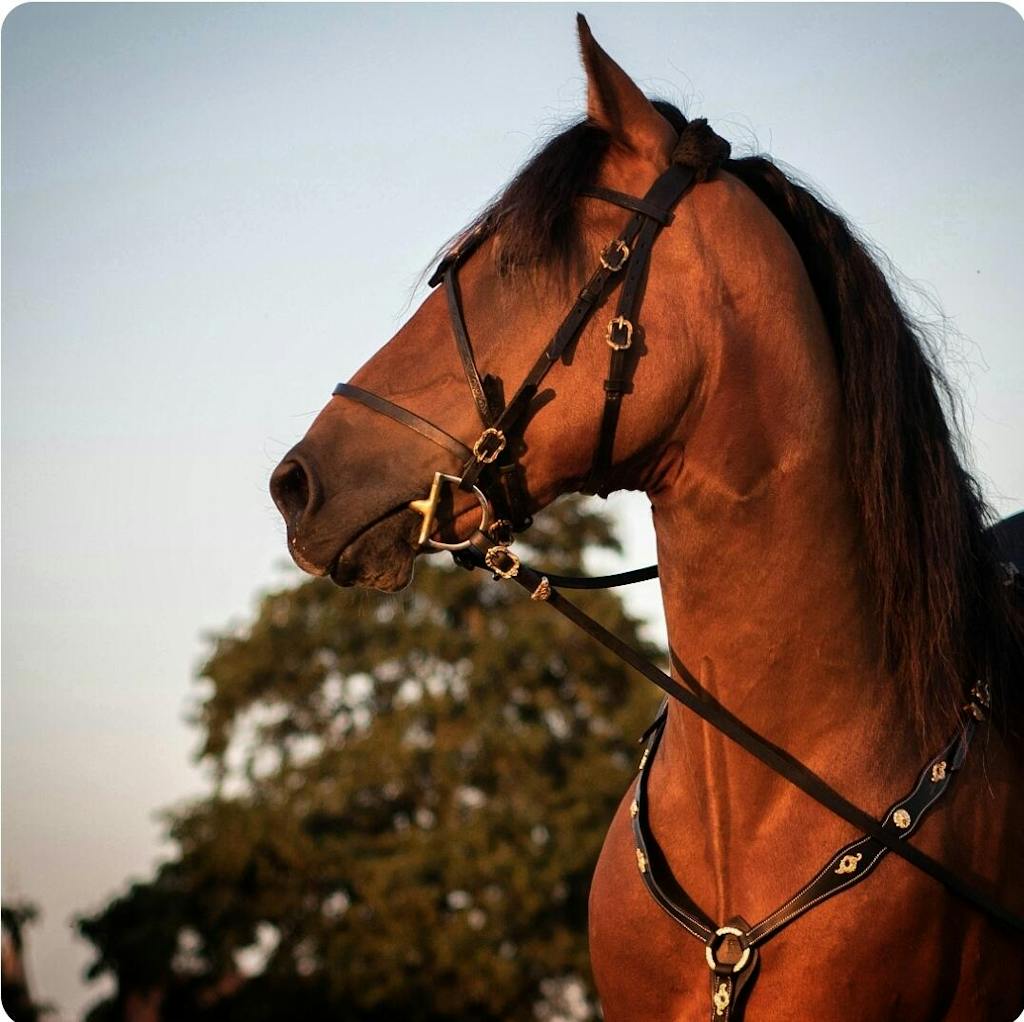 EquilinBASIC - voor Paarden met Insulineresistentie en Meer